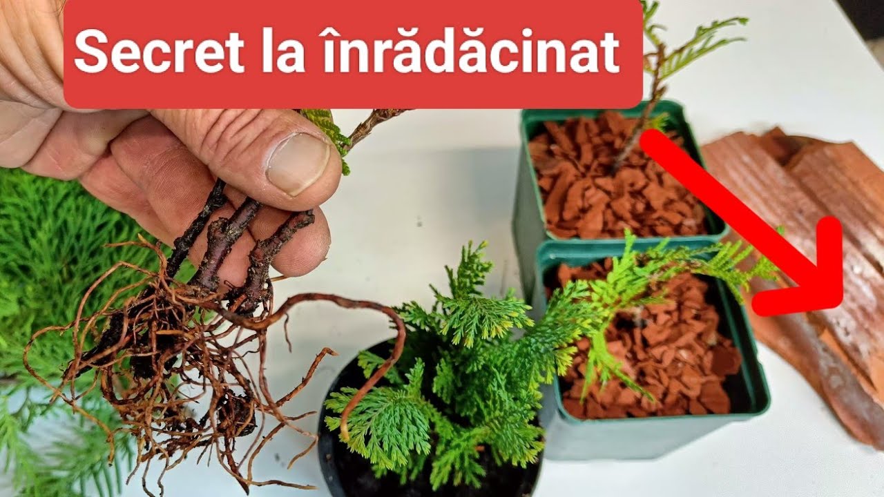 TUIA 100% Rădăcini rapide - YouTube