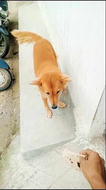 neki ki raah main #shortvideo hungry dog #animalshorts #tranding - YouTube