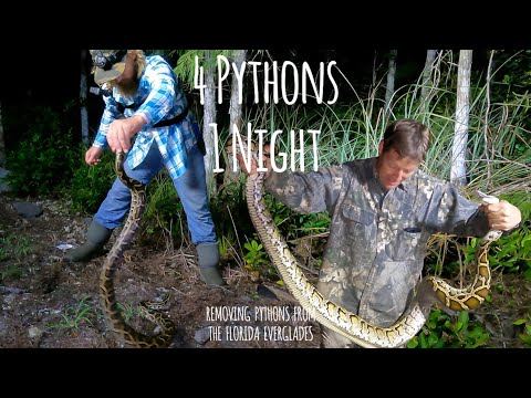 Pythons in the Everglades - Adventure Life -Episode 13 - YouTube