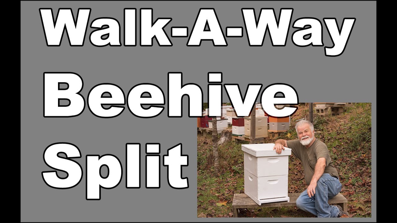 Walk-Away Split #honeybees #beelife - YouTube