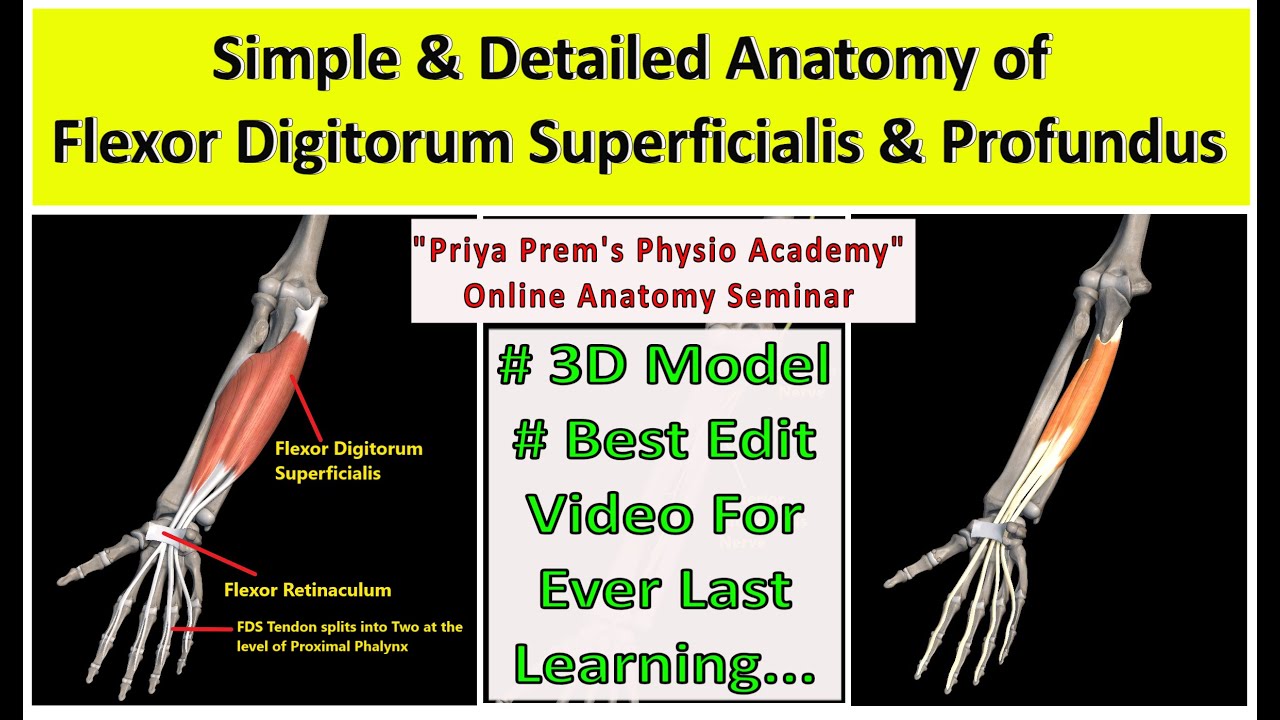 3D Anatomy of Flexor Digitorum Superficailis & Profundus | FDS/FDP ...