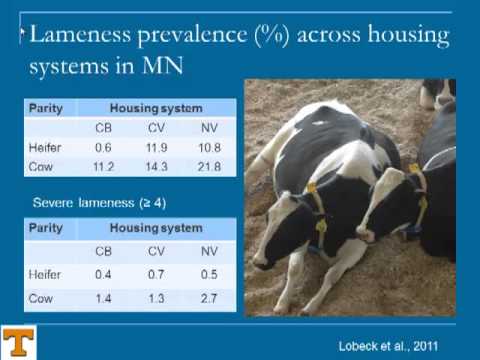Cow behavior and health in compost dairy barns - YouTube