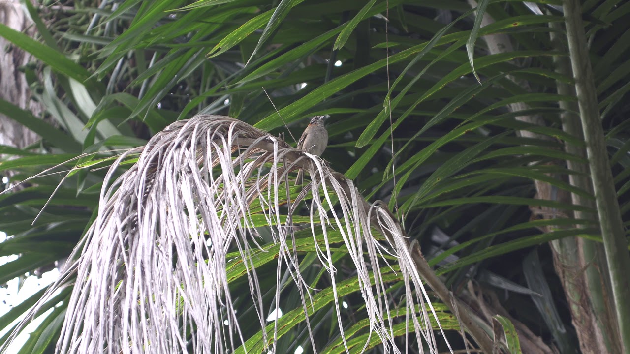 Canto tico-tico (Zonotrichia capensis subtorquata) Rufous-collared ...