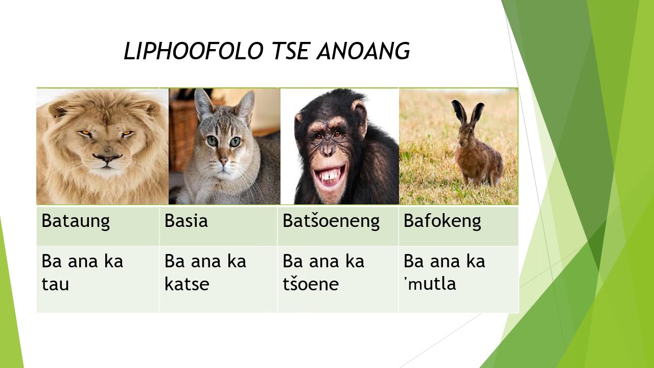 LIBOKO TSA BASOTHO KA RAMOABI - YouTube