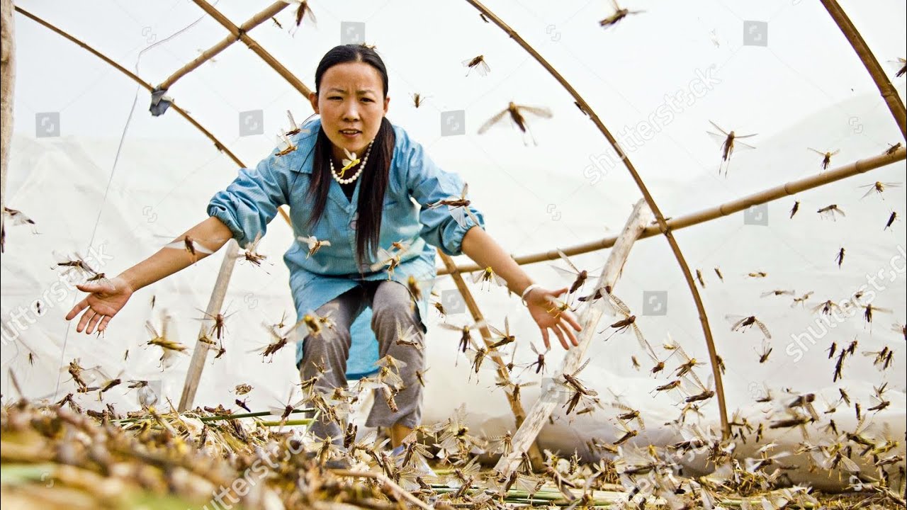 LOCUSTS FARMING to KITCHEN… - YouTube