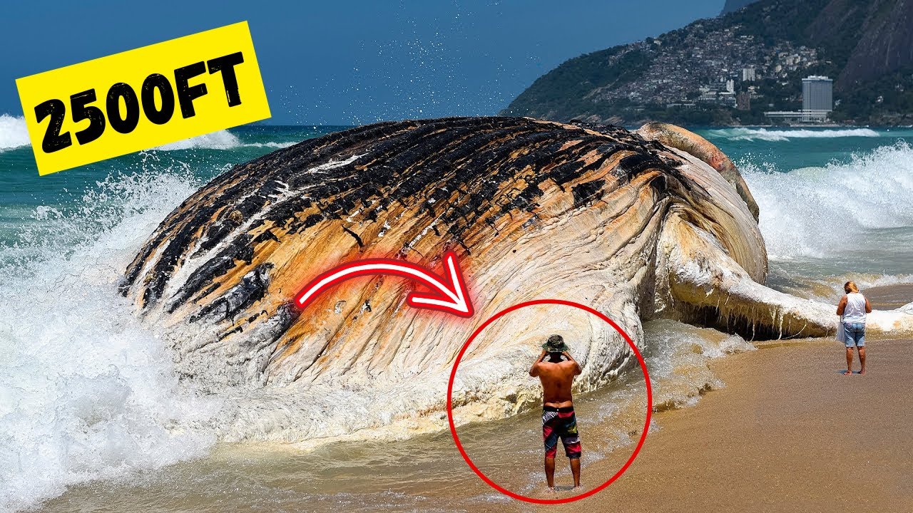 Top 10 Biggest Sea Animals You Won t Believe Exist YouTube top-10-biggest-sea-animals-you-won-t-believe-exist-youtube