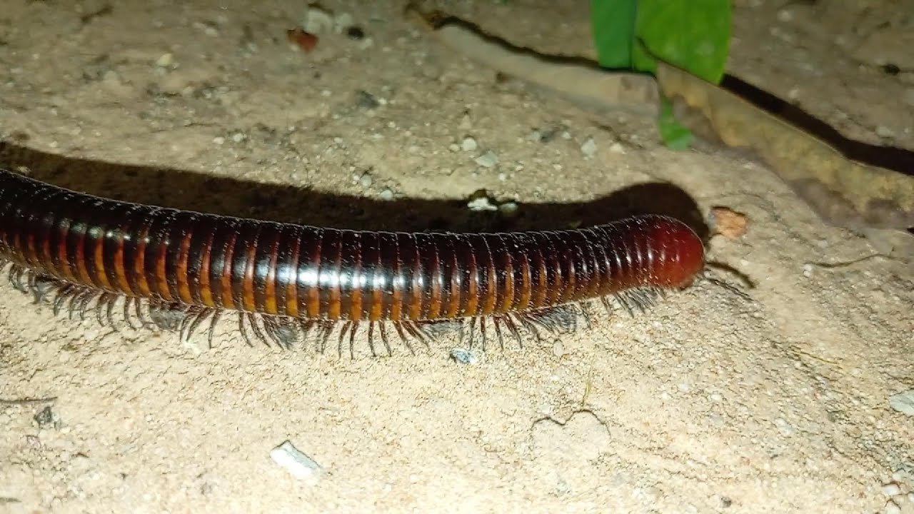 Millipede cute - YouTube
