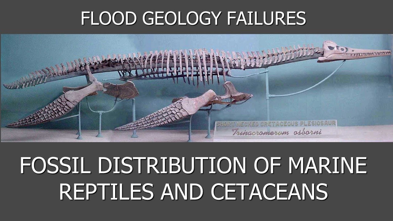 Flood Geology Failure: Distribution of Marine Reptile and Cetacean ...