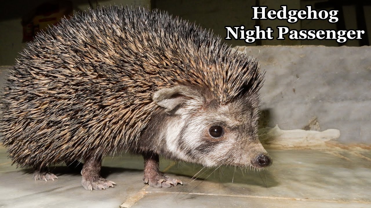 Hedgehog | Spiny Mammal | Huge Size Male Hedgehog | Hedgepig - YouTube