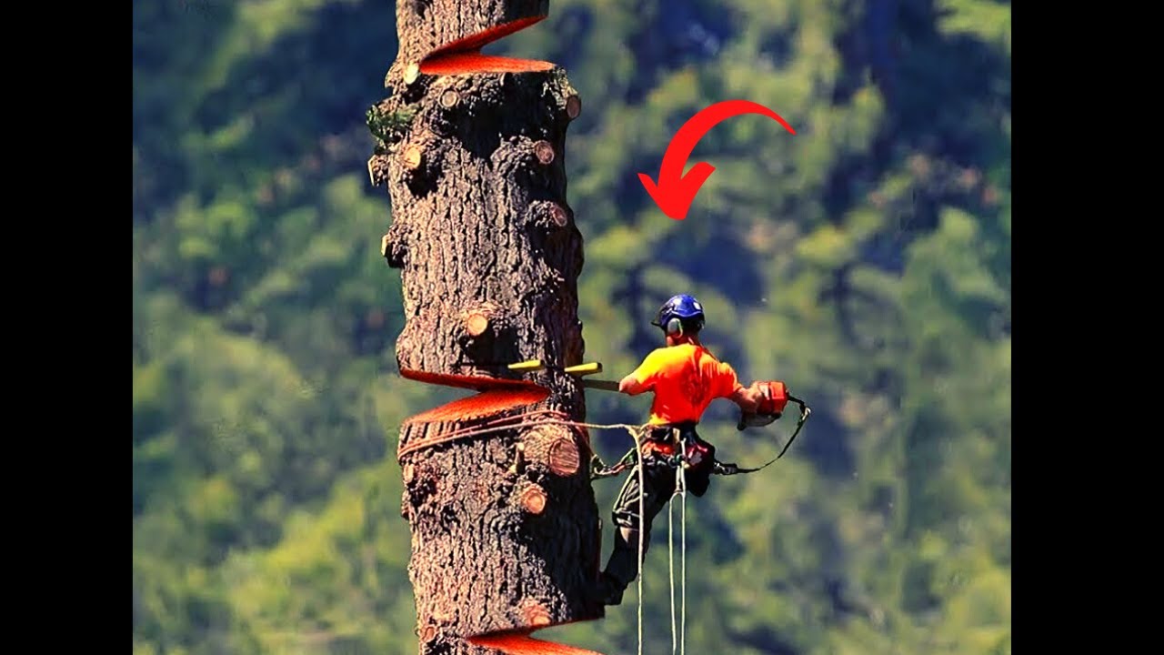 WORLDS Most Dangerous Tree Cuts Compilation With Chainsaw (MUST WATCH ...