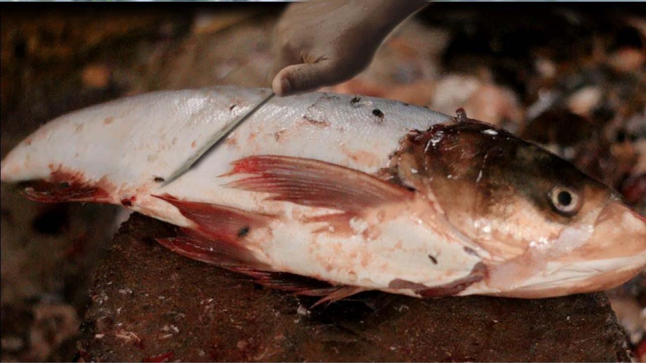 Fastest Cutting Fish Fillet Fishing Videos | Fastest Cutting Fish ...