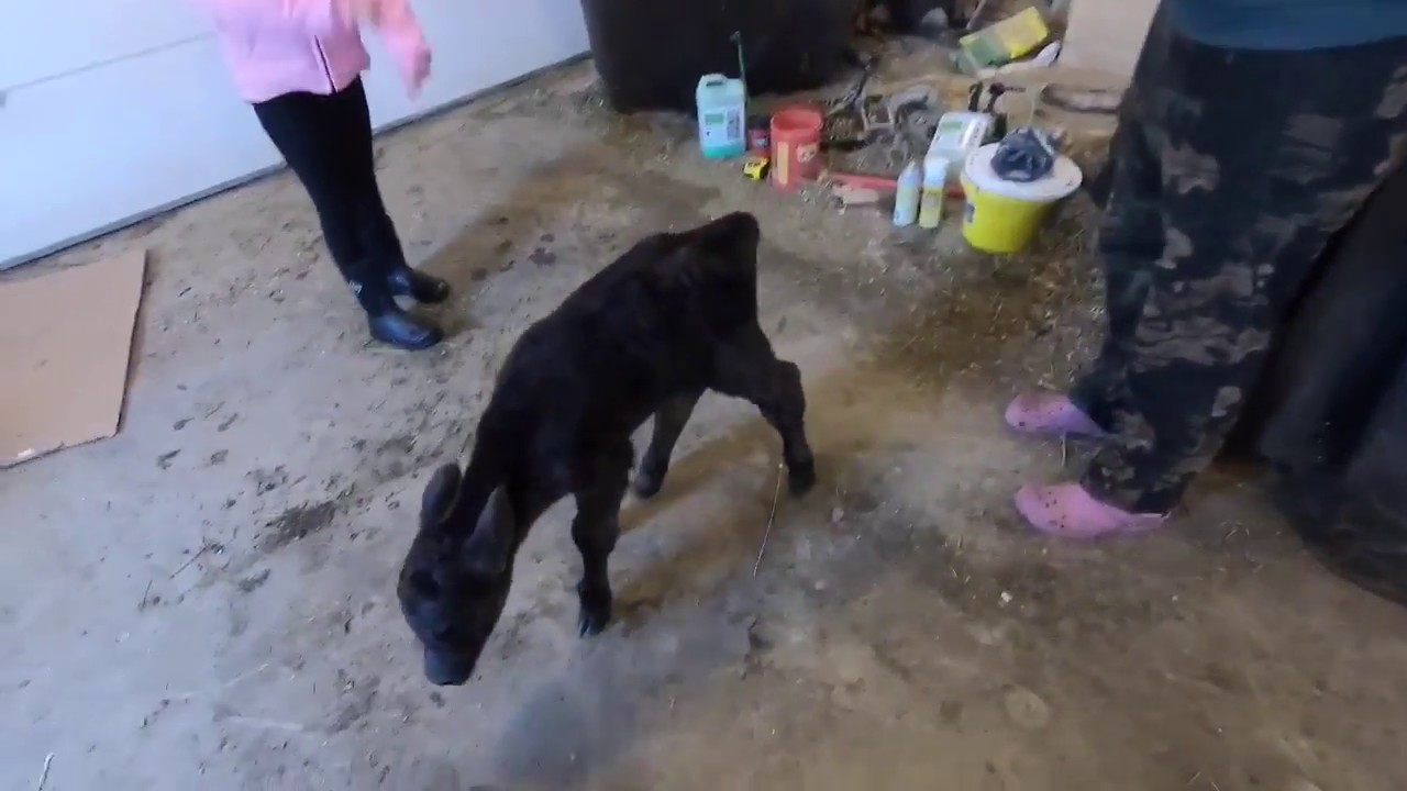 Have you ever seen a dwarf calf? - YouTube