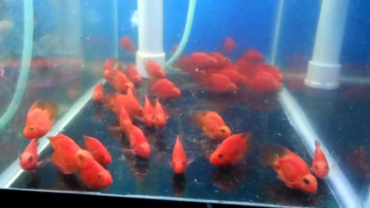 zoofish perico purpura DICIMEBRE 19 - YouTube