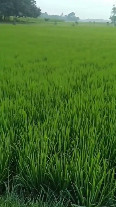 File:dhan khet in Wikimedia commons🌿#youtube #dhankheti #beautiful - YouTube