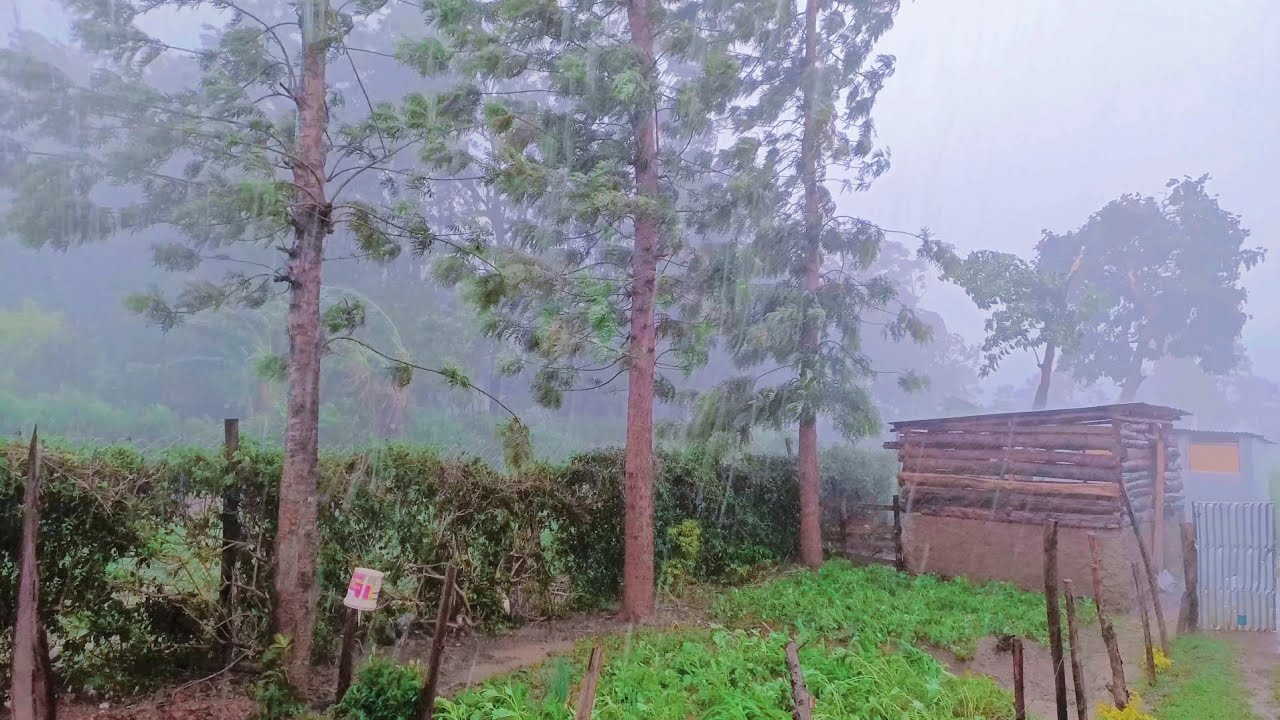 Heavy Rain and Strong Wind in My Village in Rural Kenya Africa ...