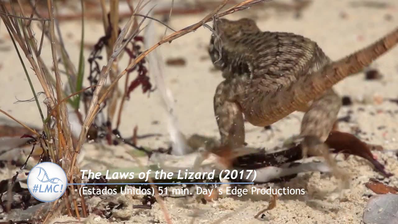 El documental del mes: The Laws of the Lizard - YouTube