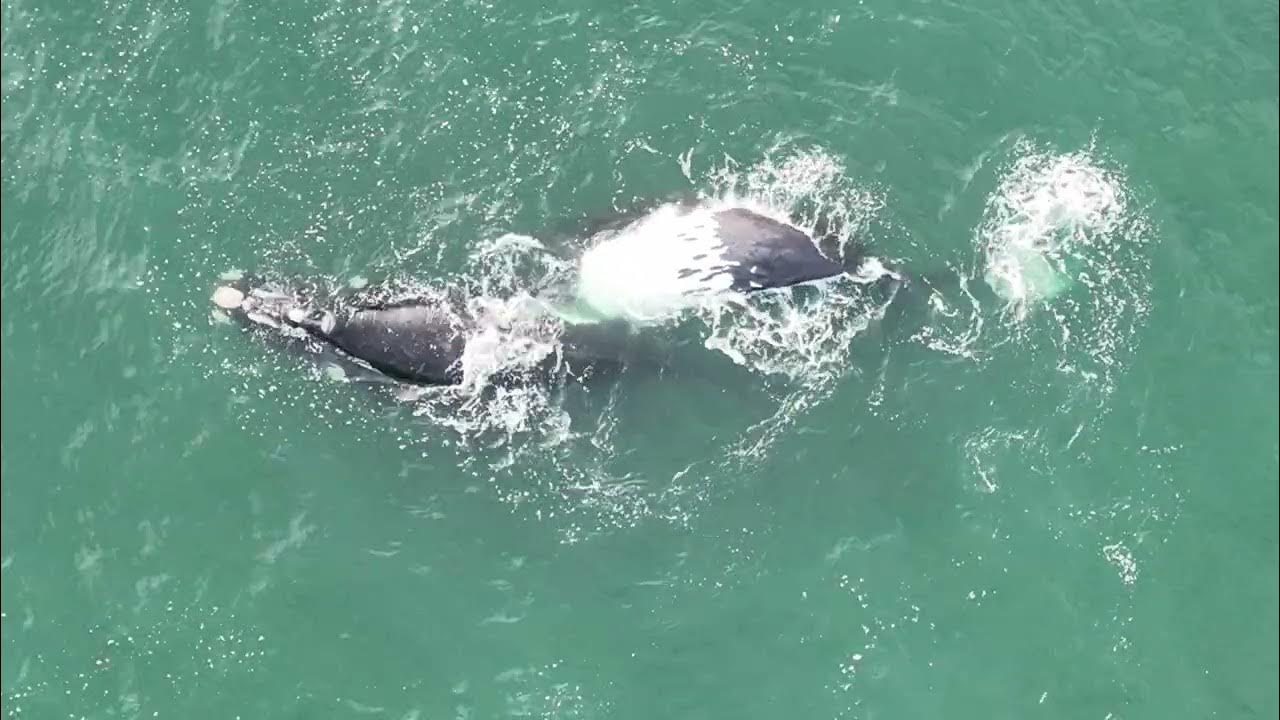 Three Whales 16092022 - YouTube