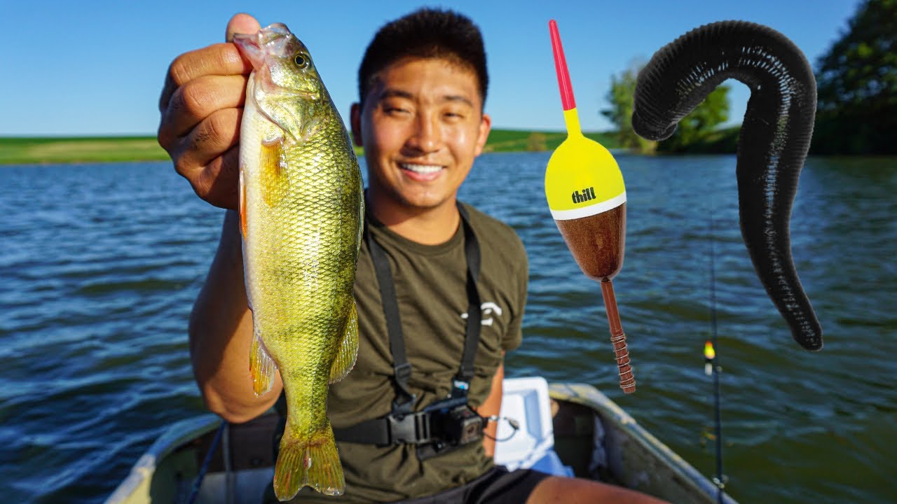 Catching JUMBO Perch on Live Leeches! - YouTube