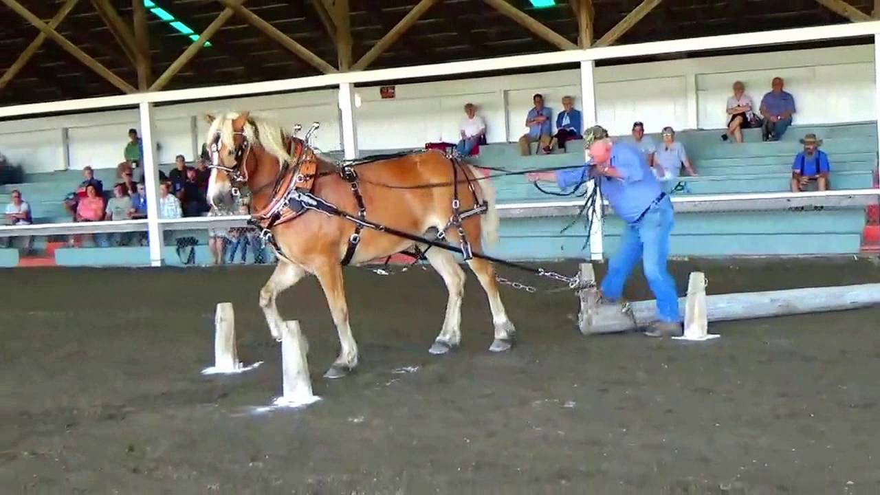 Compilation of Fair Horse Log Twitching Videos - YouTube
