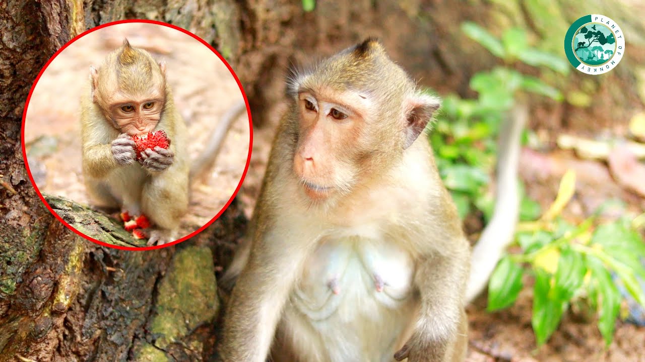 Raining day monkey village #wildlife #junglestory - YouTube