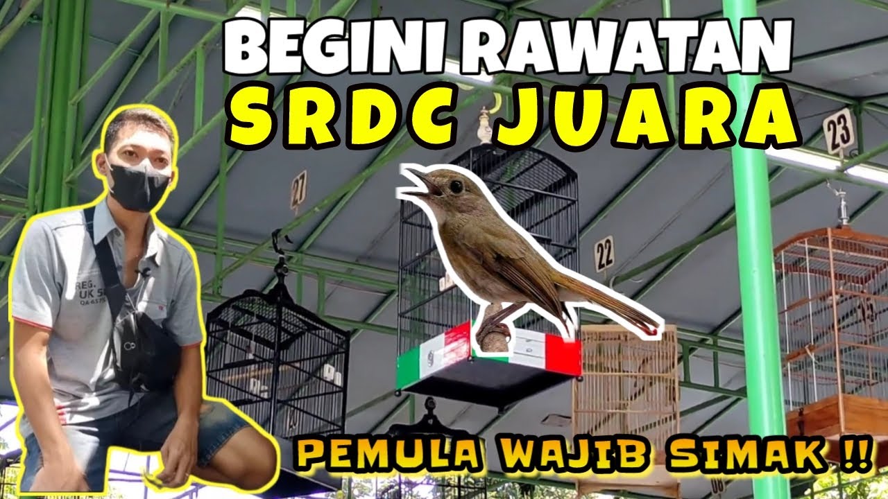BERBAGI RAWATAN SRDC JUARA | BEGINILAH RAWATAN SRDC JUARA M-16 MILIK MR ...