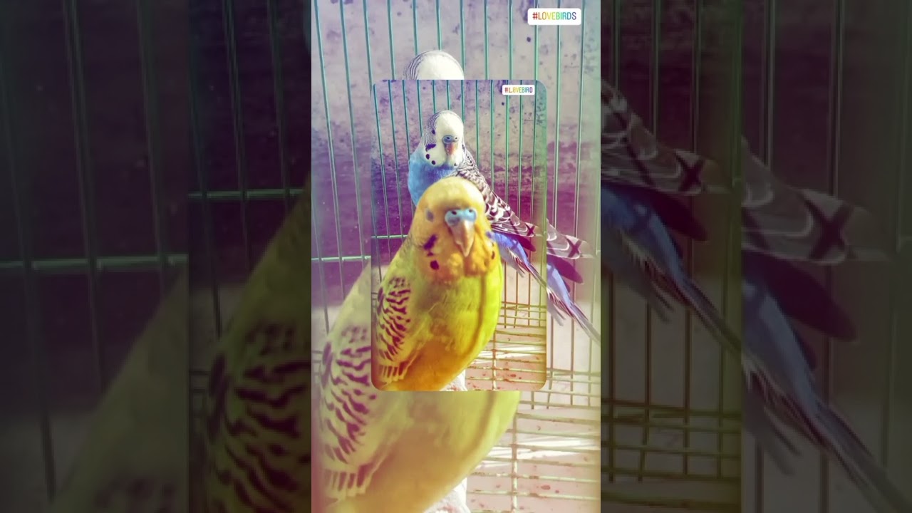 Bajari bird pair 🥰🥰🐦🐦|| lovely bird || my favourite bird #birds #panchi ...