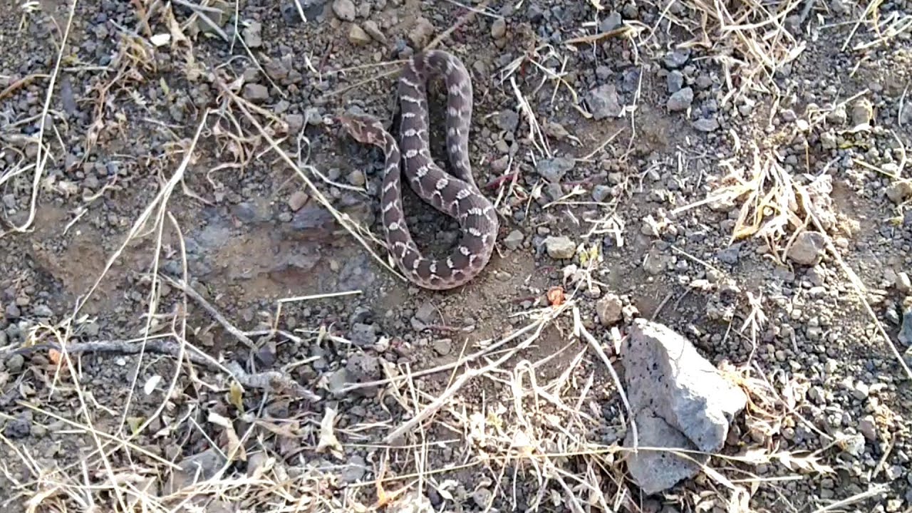 little wiper snake - YouTube