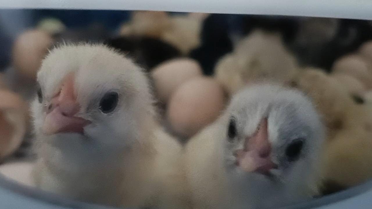 The big hatch day arrived - YouTube