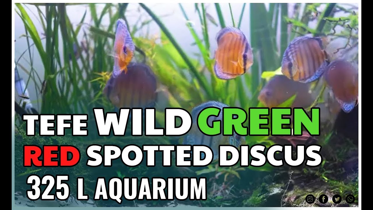 Tefe Wild Green Red Spotted Discus - 325 L aquarium - YouTube