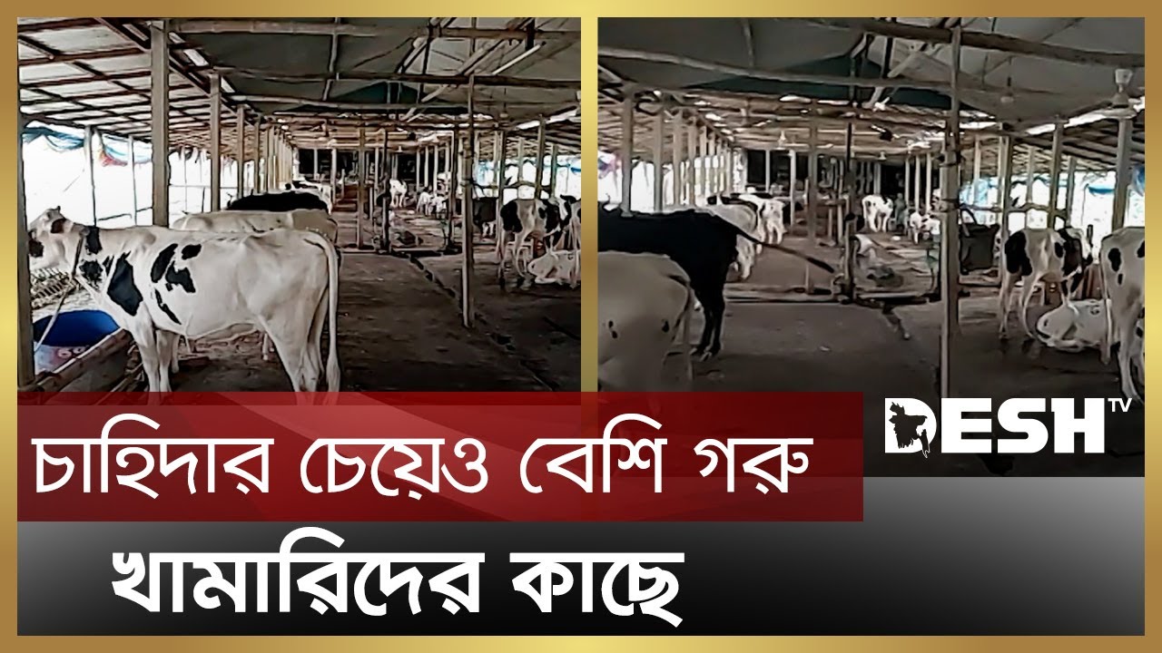 চাহিদার চেয়েও বেশি গরু খামারিদের কাছে | Manikganj | Cattle Farm | Desh ...
