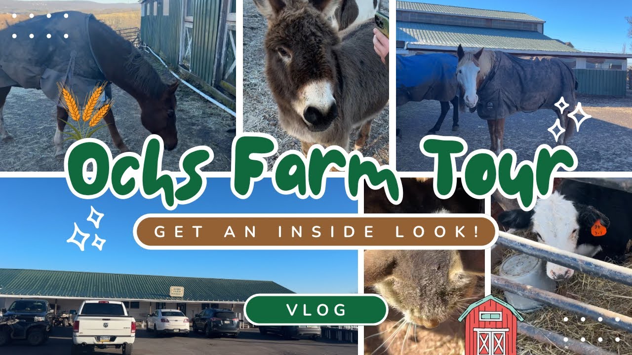 Ochs Farm Tour🐴🐄🐥Vlog With A STABLE LIFE - YouTube