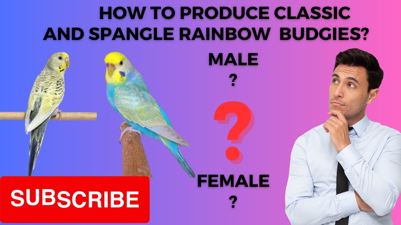 A Step-by-Step Guide to Breeding Exquisite Classic and Spangle Rainbow Budgies | Afaq Bird's ...