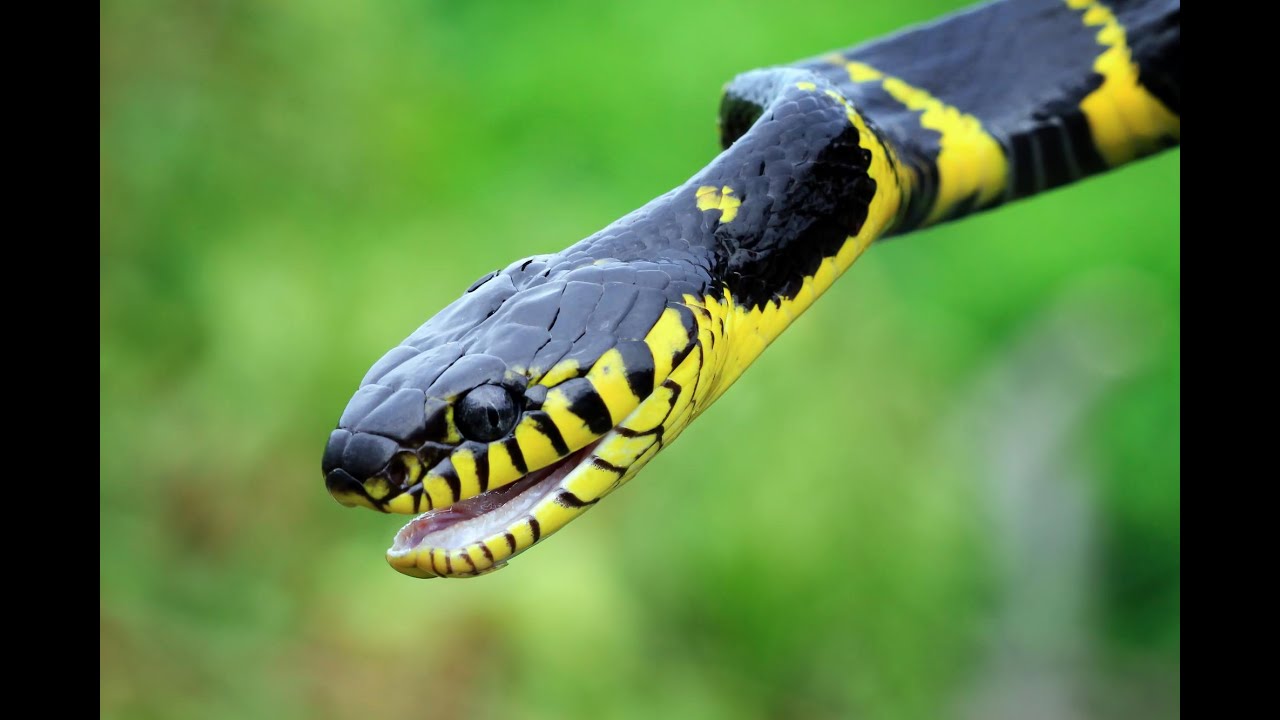 The most Famous and Popular inland taipan snake in the world - YouTube