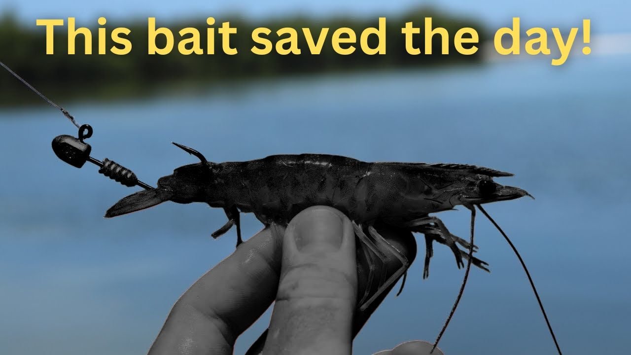 The Good, the bad and the ugly - Fishing Crystal River, FL - YouTube