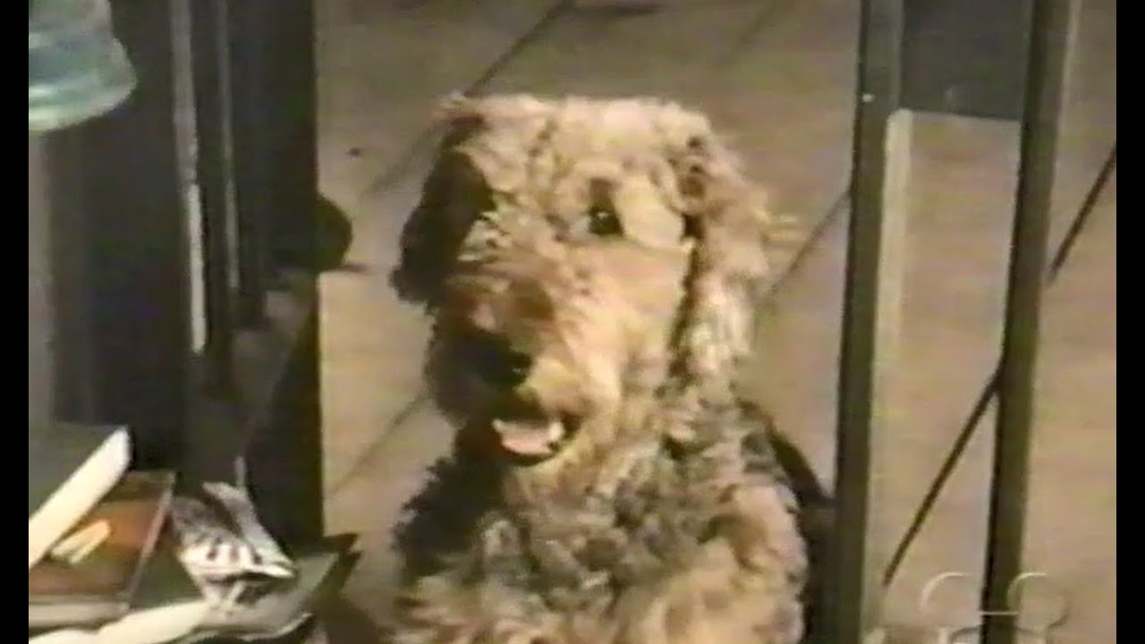 Disney's "The Golden Dog" Season 23 Ep 9 - YouTube