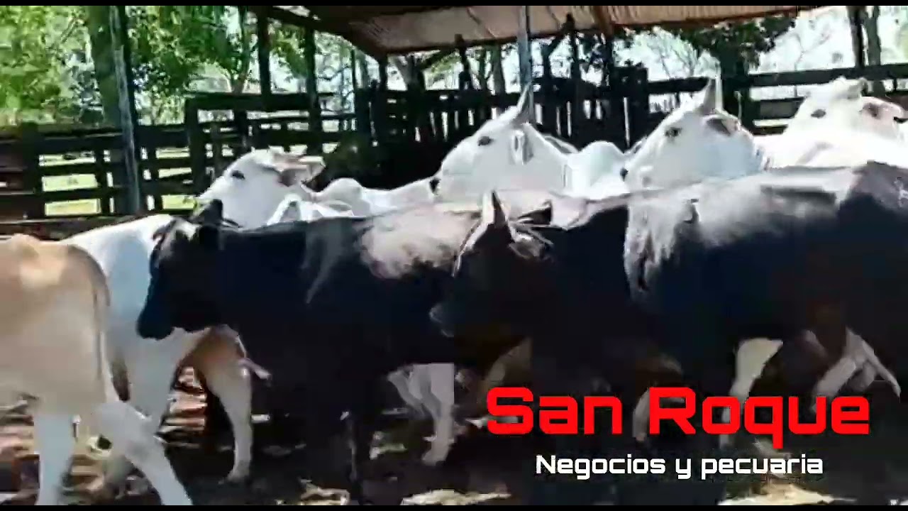 Vaquillas y vacas servidas e inseminadas - YouTube