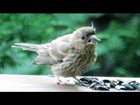 Excitable House Finch Fledgling - YouTube