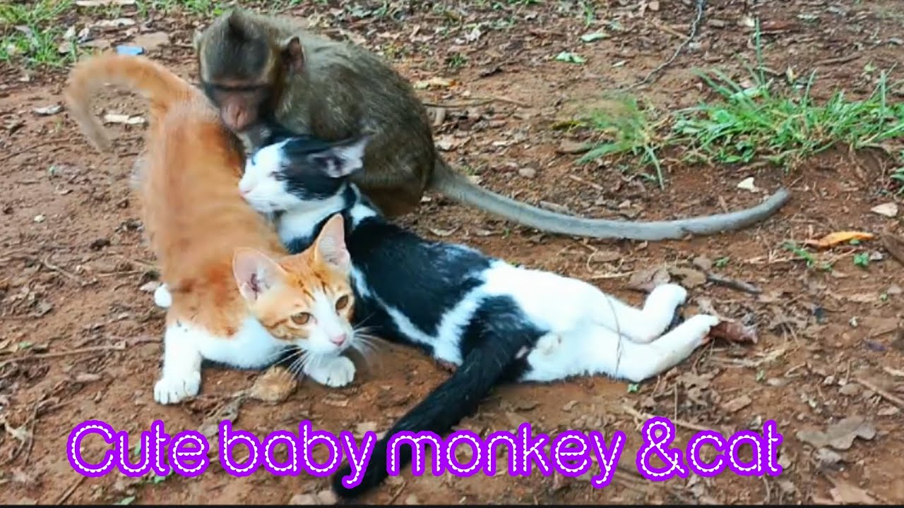 Adorable Baby Monkey and Cat Become Best Friends! 😍 - YouTube
