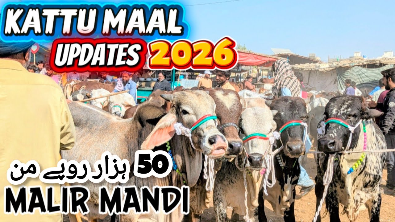 Malir Mandi KATTU MAAL Rates Updates || 2025 || 50000 HAZAR rupay Maan ...