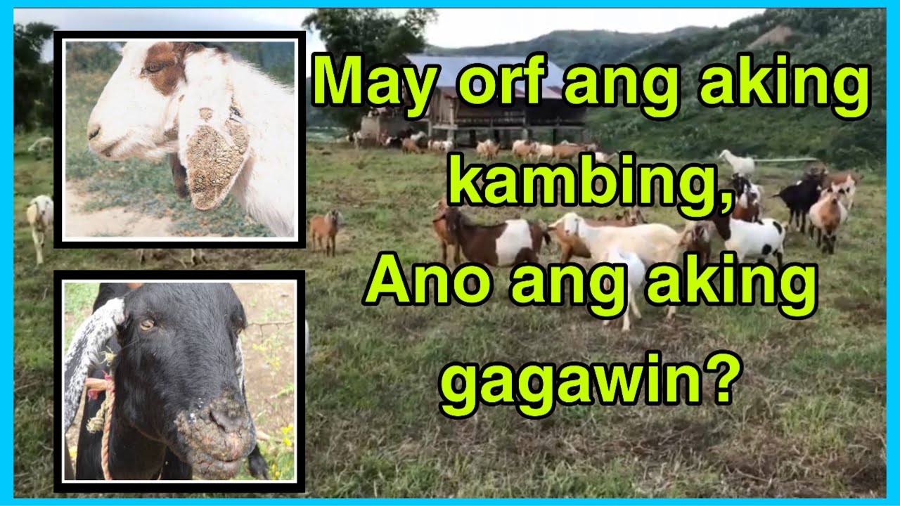 How to cure goat’s orf l Goat Farming Part 16 - YouTube