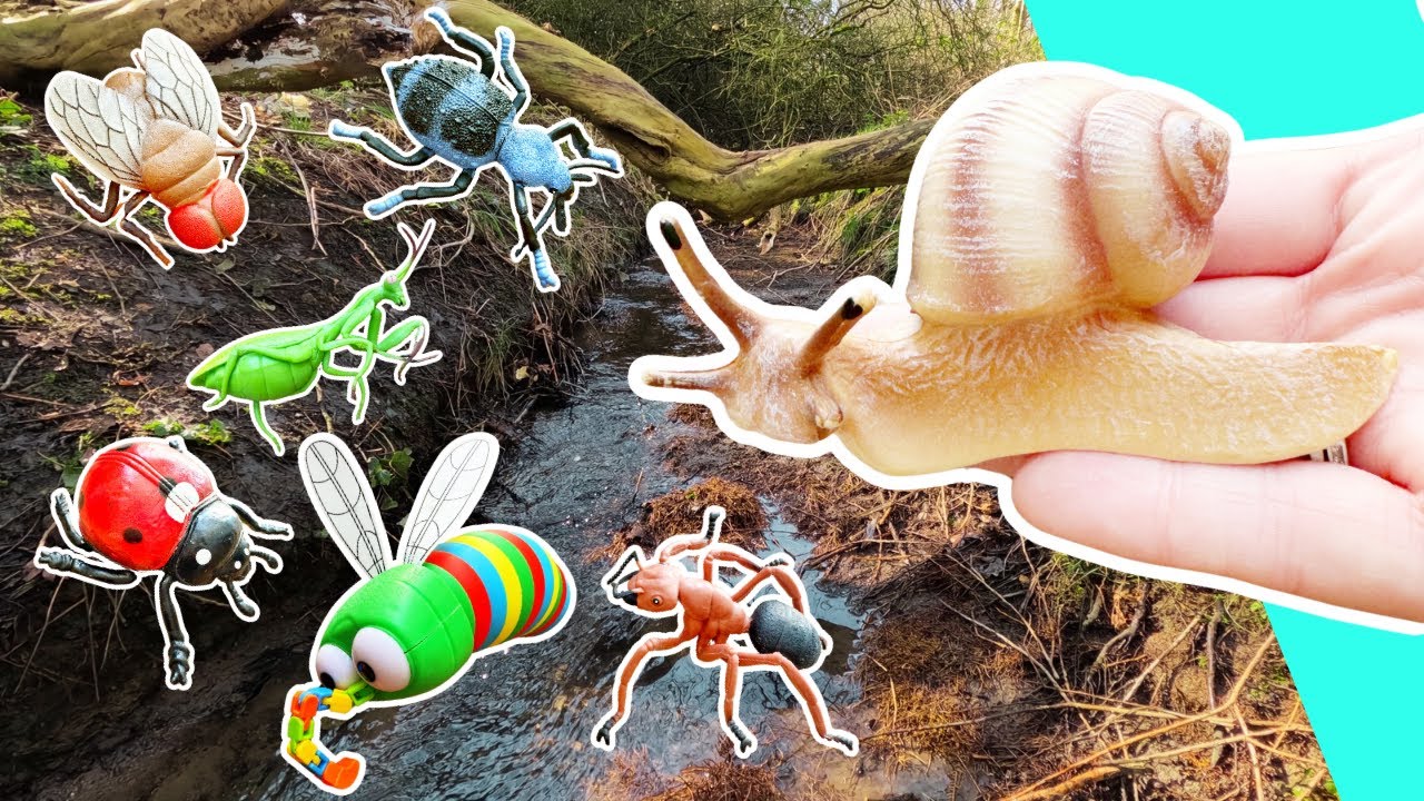 Learn Bug Insect Names & Facts at the Stream for Kids: Weevil ...