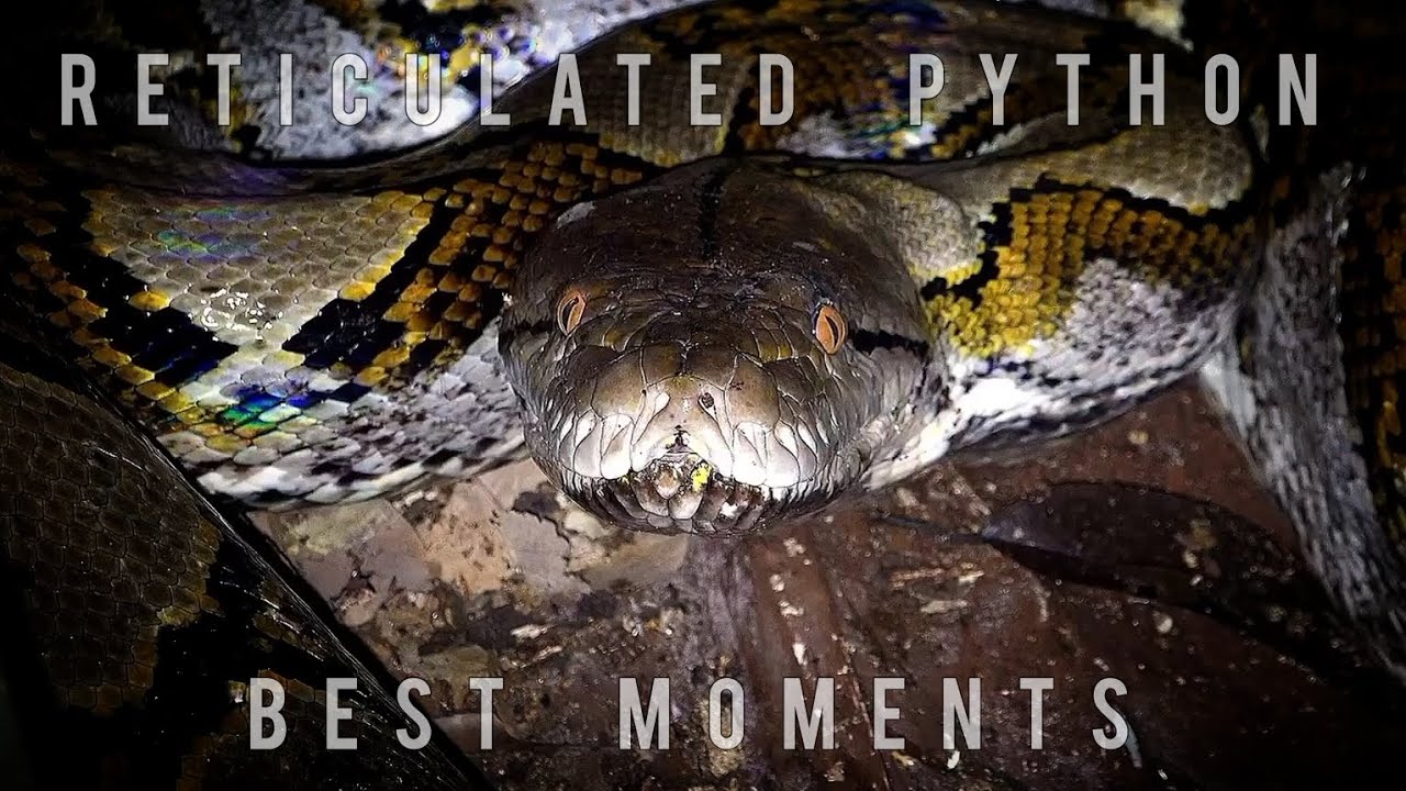 Best of Reticulated Python : GREATEST MOMENT'S - YouTube