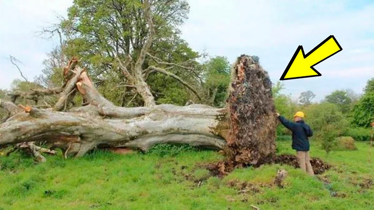 Der Sturm fällte einen 200 Jahre alten Baum Was unter seinen Wurzeln ...
