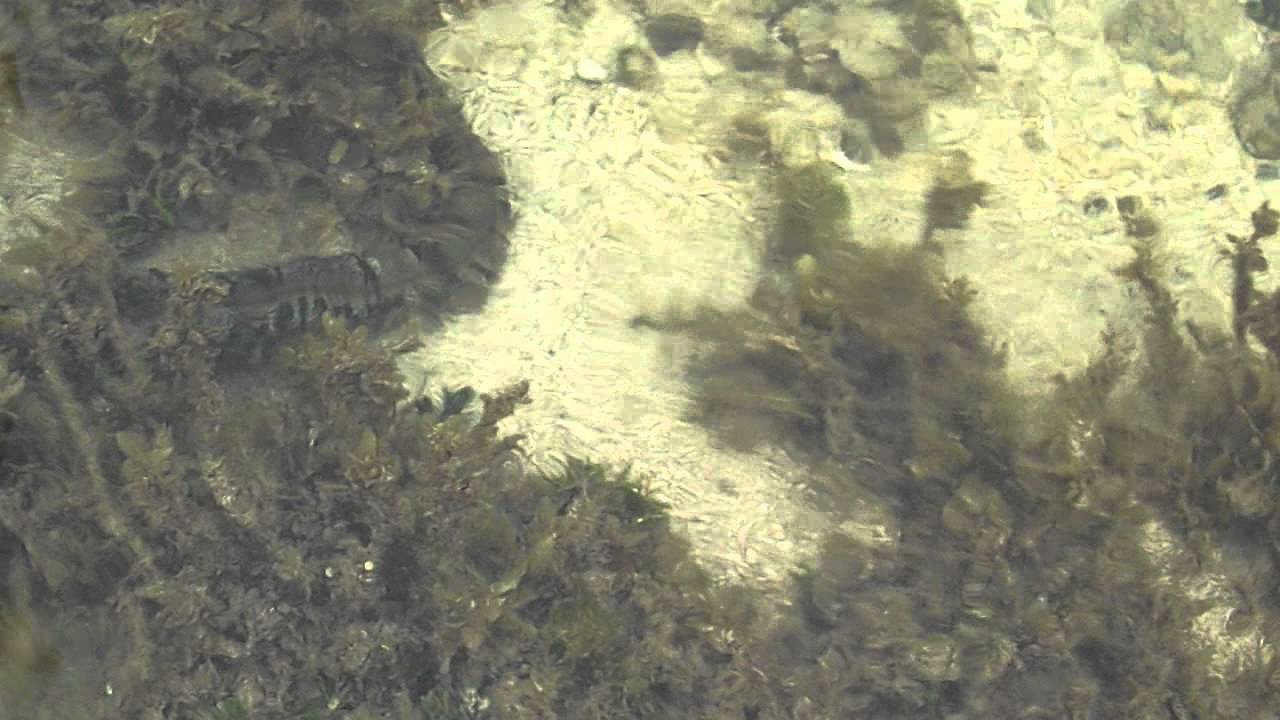 Sea Cucumber in Fiji - YouTube