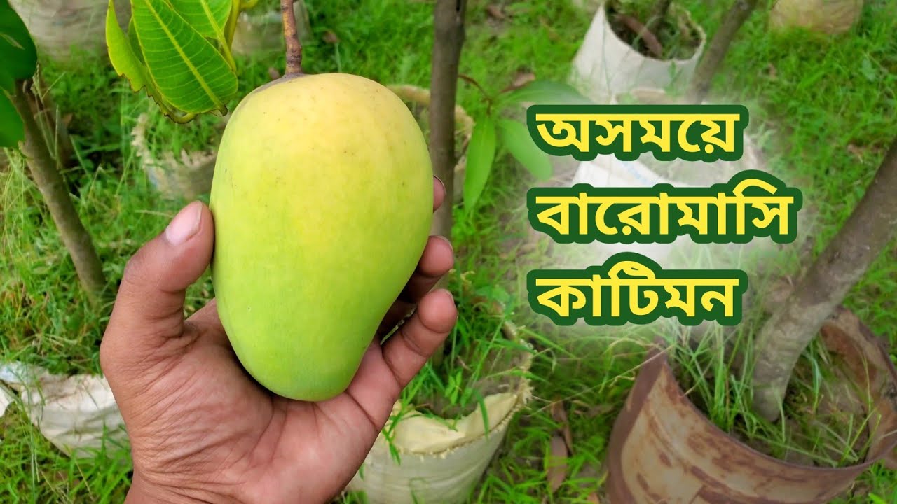 আমার বাগানের বারোমাসি আম Katimon #katimon #garden - YouTube