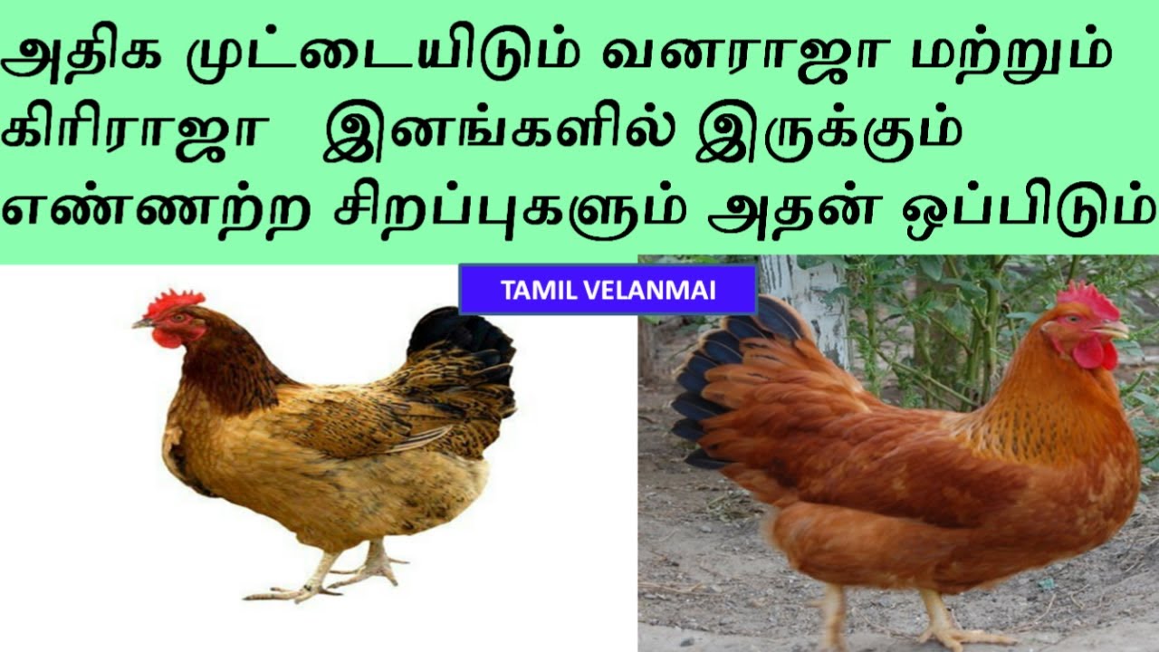 Ganaraja Vs Vanaraja Chicken breeds || வனராஜா மற்றும் கிரிராஜா || Tamil ...