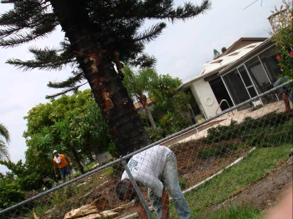 Tree Pruning for Hurricane Preparation - YouTube