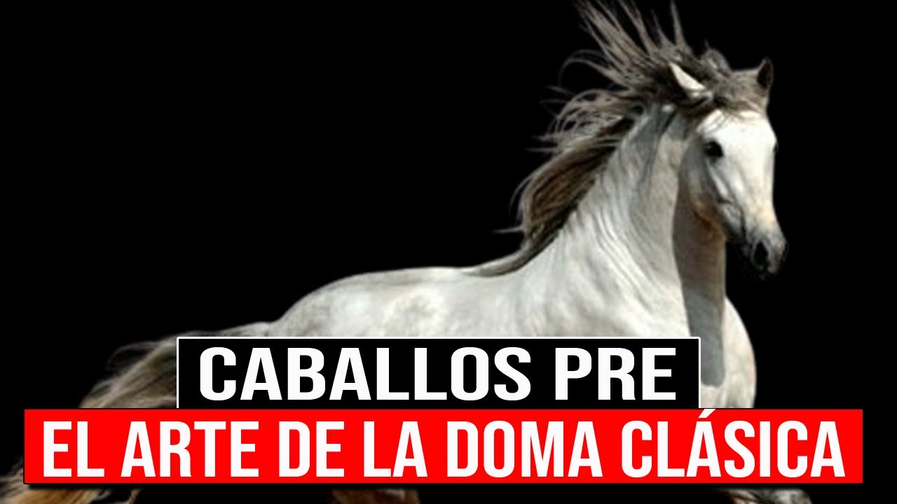 🔴 Caballo PRE El Arte De La Doma Clásica Consejos 2024 🔴 #caballos # ...