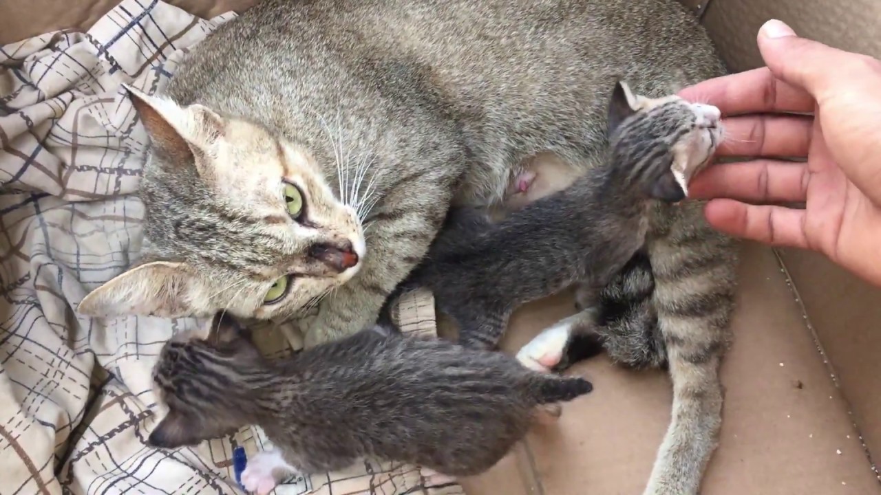 Rescuing poor cat and her childs from bad place - YouTube