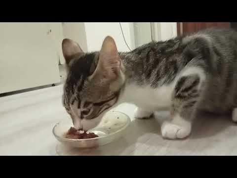 VİRAL VİDEO KİTTEN FUN WACHT KATE KURAY #funvideo #animalsmomentum #trends #cads #meow #cutiesvideo